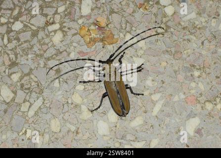 (Apriona rugicollis), Insecta, 中国江西省上饶市婺源县 Stock Photo - Alamy