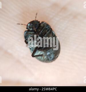 (Odontoscelis), Insecta, Malinova dolina, Sofia, Bulgaria Stock Photo ...