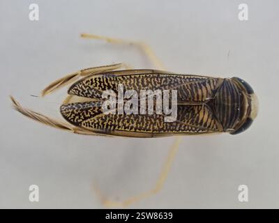 (Sigara striata), Insecta, 1970 Wezembeek-Oppem, Belgium Stock Photo ...