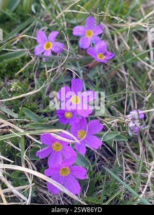 Alpine Primrose (Primula angustifolia) Plantae Stock Photo - Alamy
