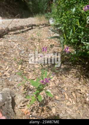 diamond clarkia (Clarkia rhomboidea), Plantae, South Yuba River State ...