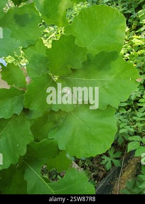 Bebb's Oak (Quercus × bebbiana), Plantae, Wisconsin, US, At the time we ...