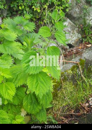 Japanese Nettle (Urtica thunbergiana Stock Photo - Alamy