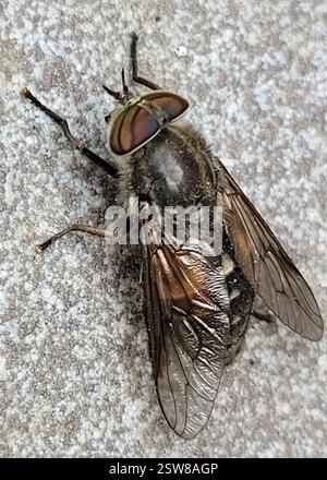 (Tabanini), Insecta, 3450 Lillerød, Danmark Stock Photo - Alamy