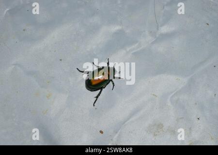 (Anomala virens), Insecta, 中国江西省上饶市婺源县 Stock Photo - Alamy