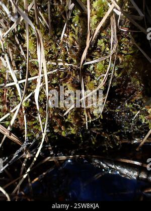 Tufted Fen-moss (Paludella squarrosa Stock Photo - Alamy