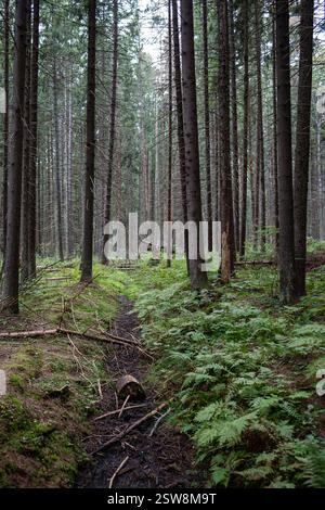 Misty day in dark coniferous forest, thicket among trees with clear sky ...