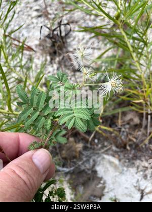 Velvet Bundleflower (Desmanthus velutinus), Plantae, Killeen, TX, US ...
