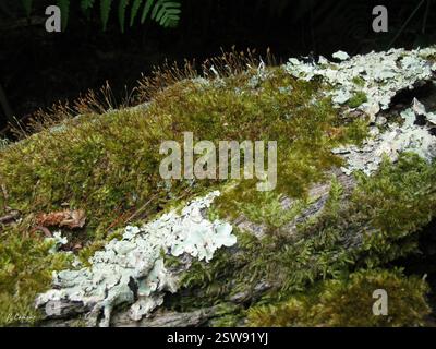 Bark Signal-moss (Sematophyllum substrumulosum), Plantae, Pontevedra ...