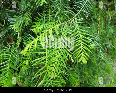conifers (Pinales), Plantae, Central Vancouver, Vancouver, BC, Canada ...