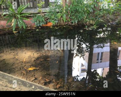 Blotched Snakehead (Channa maculata), Actinopterygii, 國立臺北科技大學, 大安區, TW ...