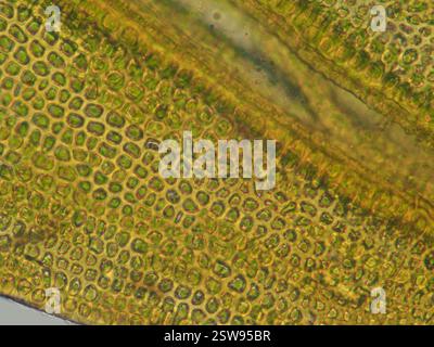Steppe Screw-Moss (Syntrichia caninervis), Plantae, Stikine Region, BC ...