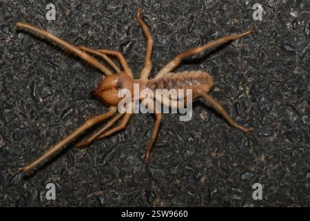 Egyptian Giant Solpugid (Galeodes arabs), Arachnida, Province de ...