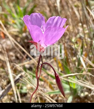 Lewis' Clarkia (Clarkia lewisii), Plantae, California, US, COMPARE 2 ...