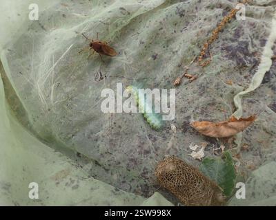 (Saturnia japonica japonica), Insecta, Nagano, JP Stock Photo - Alamy