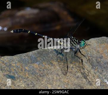 Interior Least Clubtail (Stylogomphus sigmastylus), Insecta, Ouachita ...