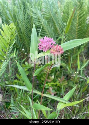 red milkweed (Asclepias rubra), Plantae, Maple Hill, NC, US Stock Photo ...