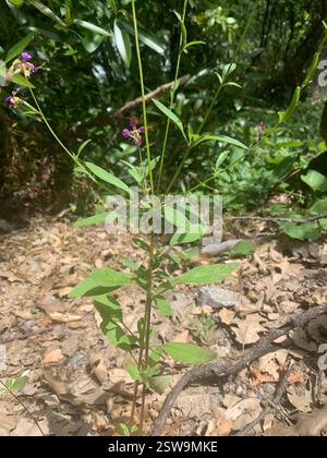 diamond clarkia (Clarkia rhomboidea), Plantae, South Yuba River State ...