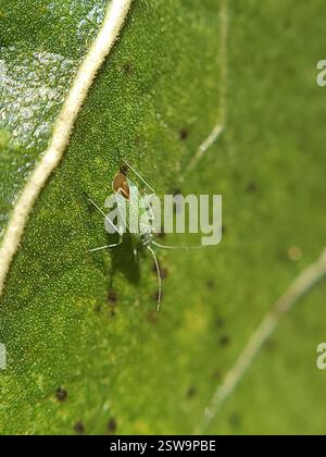 Plant Bugs (Miridae), Insecta, Карпинск, Свердловская обл., Россия ...