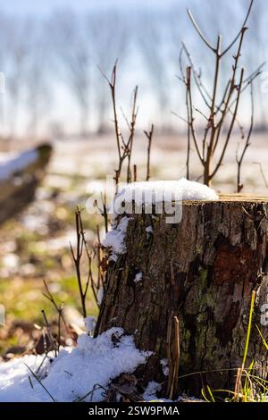 Stump. Early spring. Remnants of snow on the ground. Nature's Awakening ...