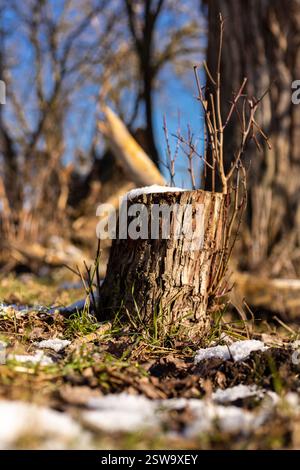 Stump. Early spring. Remnants of snow on the ground. Nature's Awakening ...
