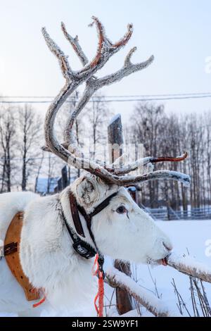Reindeer fence in Pallas-Yllastunturi National Park, Muonio, Finland ...