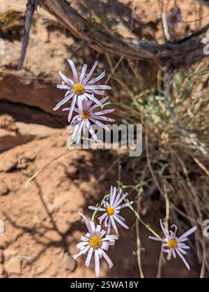 Utah Fleabane (Erigeron utahensis), Plantae, Grand County, UT, USA ...