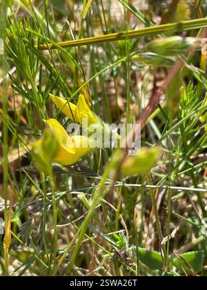 (Faboideae), Plantae, Meijendel and Berkheide, Wassenaar, South Holland, NL Stock Photo - Alamy