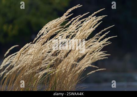 Decorative fluffy dry reed growing in park sways with gusts of wind on ...
