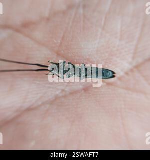 (Calamobius filum), Insecta, 1137 Pancharevo, Bulgaria Stock Photo - Alamy