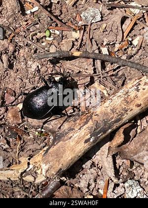 Cold-country Caterpillar Hunter (Calosoma frigidum), Insecta, Shuniah ...