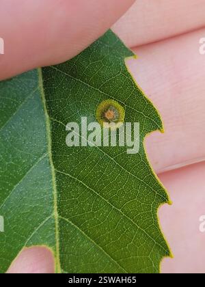 Gall Wasps (Cynipidae), Insecta, Ohio, US, No cell or webbing inside ...