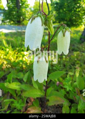 Spotted bellflower (Campanula punctata), Plantae, Kamikoshikicho Taira ...