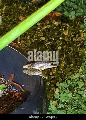 Java White-lipped Frog (Chalcorana chalconota), Amphibia, Sekaran ...