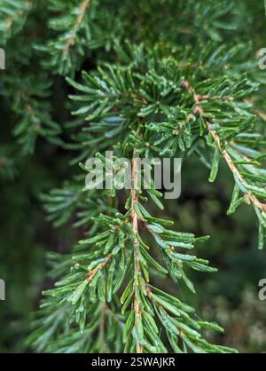 conifers (Pinopsida), Plantae, West Vancouver, BC, Canada, I had ...