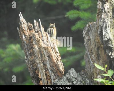 Western Chipmunks (Neotamias), Mammalia, Thompson-Nicola, BC, Canada ...