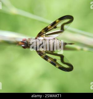 (Otites lamed), Insecta, Mladost, Sofia, Bulgaria Stock Photo - Alamy