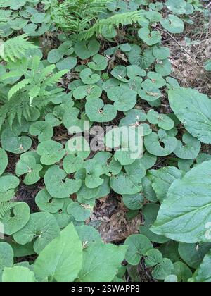 common wild ginger (Asarum canadense canadense), Plantae, Norfolk ...