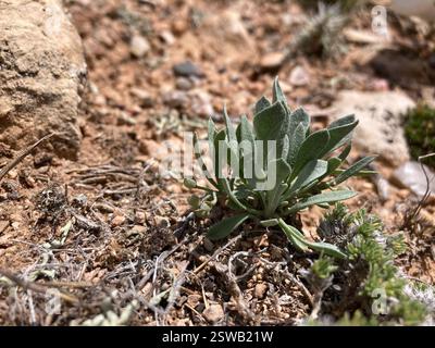 (Physaria pachyphylla), Plantae, Bridger, MT, US Stock Photo - Alamy