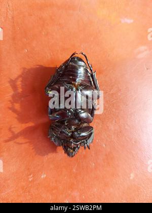 (Phileurini), Insecta, La Pitaya, Xalapa-Enríquez, Ver., México Stock ...