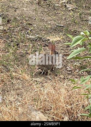 Brush Rabbit (Sylvilagus bachmani), San Pedro Martir National Park ...