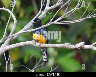 Gartered Trogon (Trogon caligatus), Aves, Panama Stock Photo - Alamy
