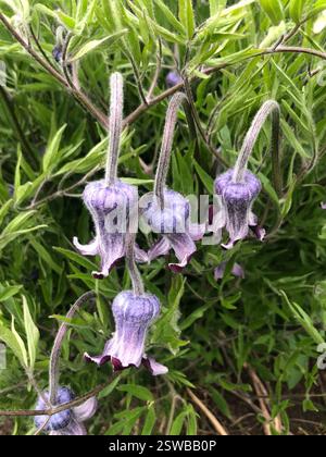 hairy clematis (Clematis hirsutissima), Plantae, Uinta-Wasatch-Cache ...