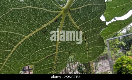 Mediterranean fig psyllid (Homotoma ficus), Insecta, Weissenbühl, Bern ...