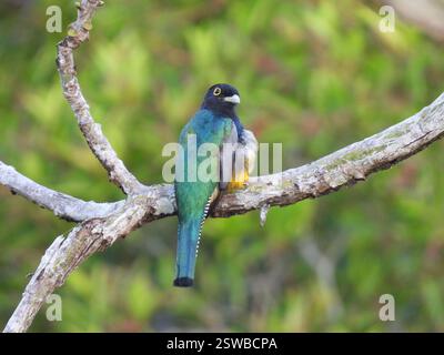 Gartered Trogon (Trogon caligatus), Aves, Panama Stock Photo - Alamy