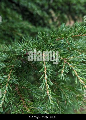 conifers (Pinopsida), Plantae, West Vancouver, BC, Canada, I had ...