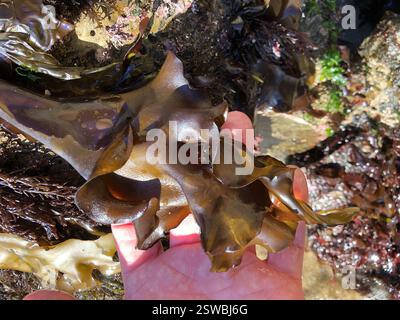 Iridescent Algae (Mazzaella), Plantae, Santa Cruz, California, United ...