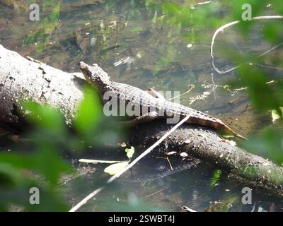 Spectacled Caiman (Caiman crocodilus), Reptilia, Panama Stock Photo - Alamy