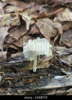 (Delicatula integrella), Fungi, Bullitt County, US-KY, US Stock Photo ...