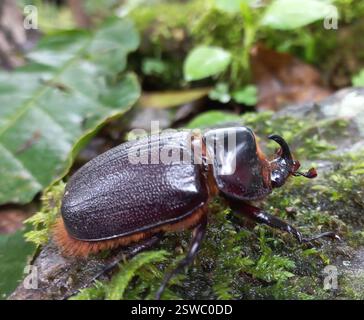 (Heterogomphus), Insecta, Termales Los Volcanes Stock Photo - Alamy